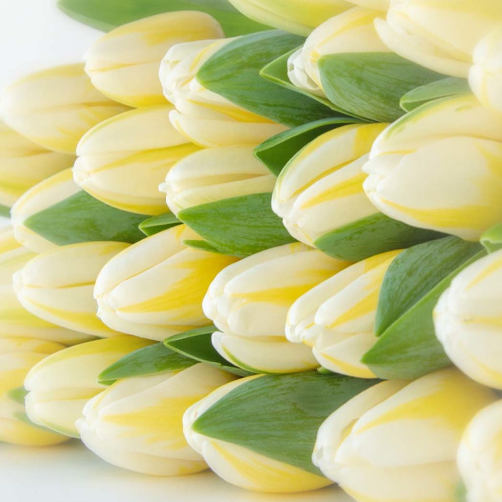 Wit Gevlamde Tulpen Vlammende perfectie - Happiflowers